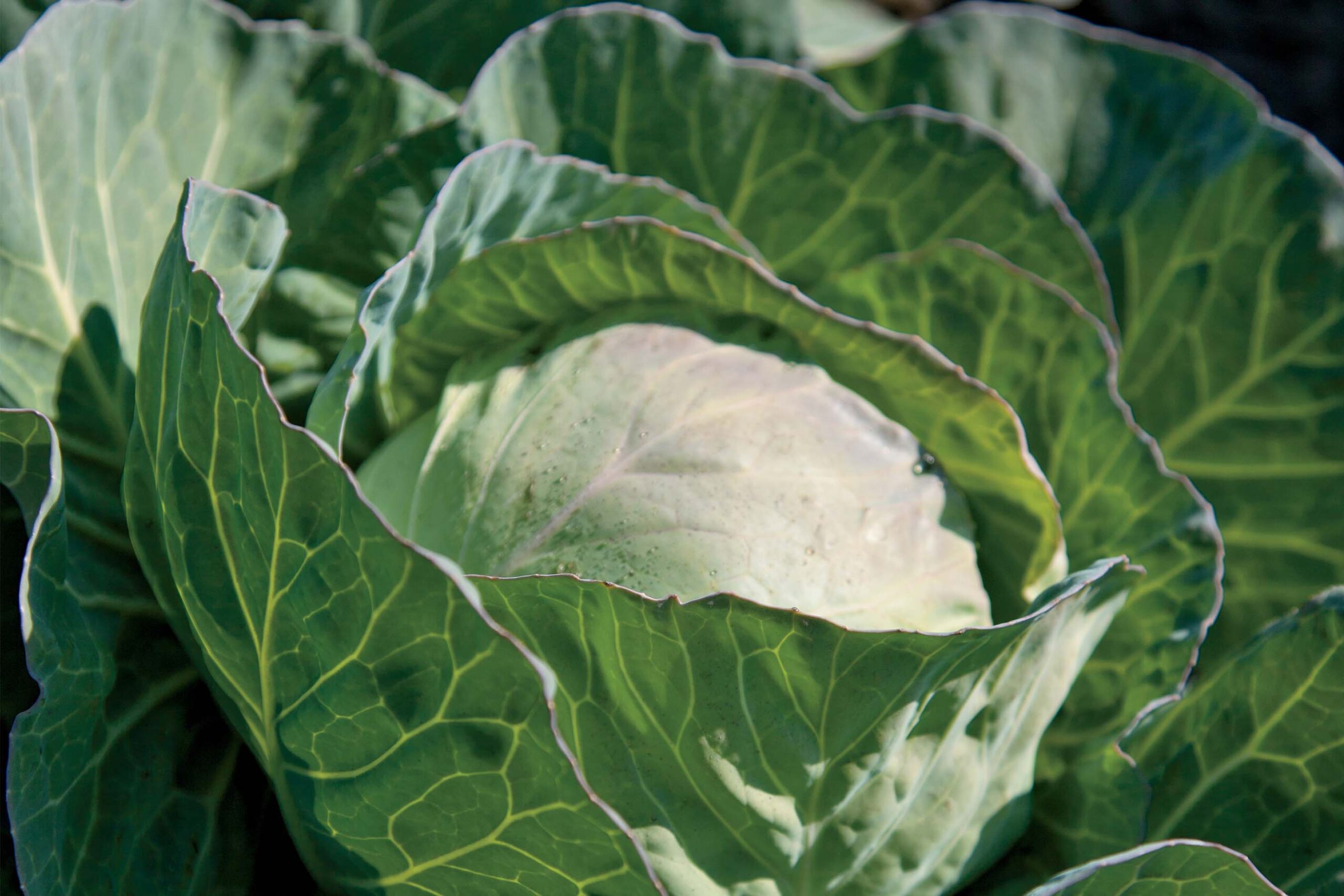 Best Plants for Spring Gardening - Tennessee Home and Farm